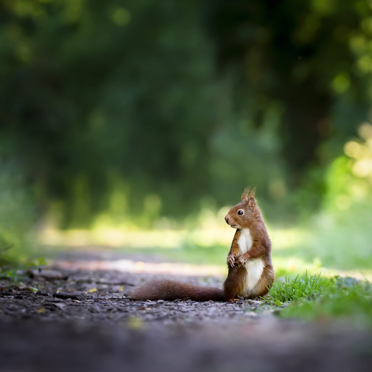 Squirrel! Distraction costing the UK economy nearly £20 billion a year ...